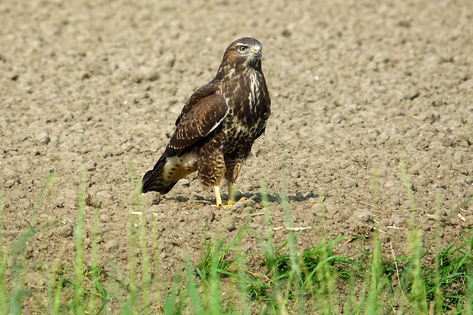 FLORA Y FAUNA – Red de Senderos de Guía de Isora